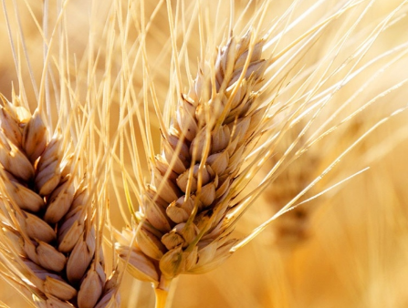 Sales of Wheat Syrup Market to Soar Through Key End-use Industries ...